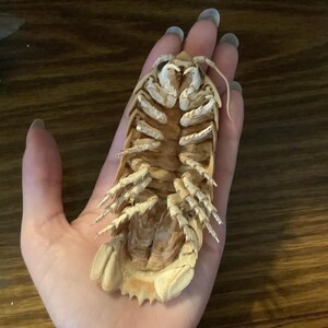 Stag Beetle Dorcus Alcides A1 Unspread and Unmounted for All Your Art ...