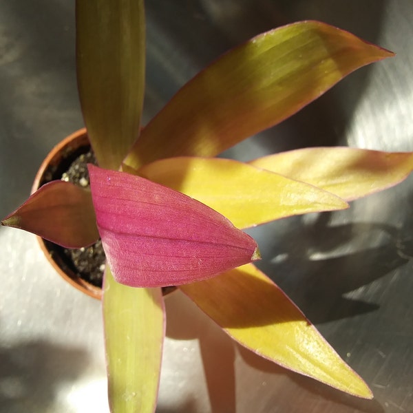 Rhoeo 'sitara's Gold' (tradescantia Spathacea) - Etsy
