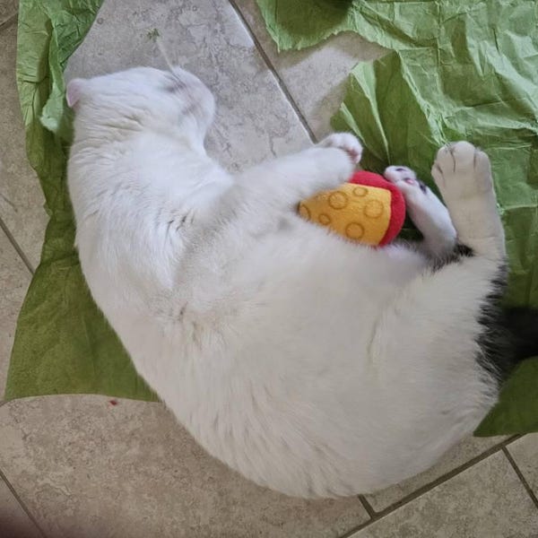 Catnip Cannoli Cat Toy - Etsy