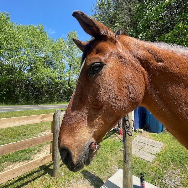 Leather Bridle-less Bit - Etsy