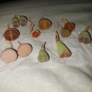 Live Limited Rare Lithops Olivacea C109 / Lithops Olivacea / Exotic ...