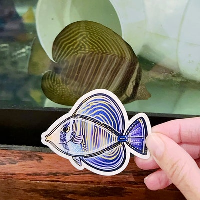 Hawaiian Triggerfish Sticker - Etsy