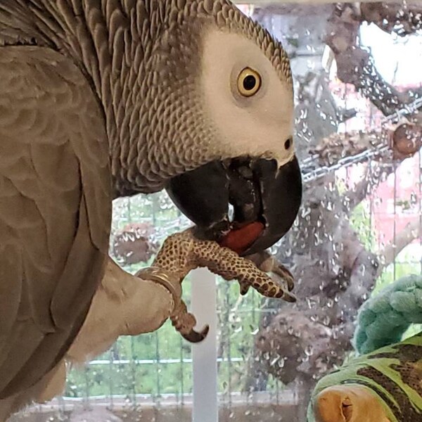 Freeze Dried Bell Pepper Corn Wheels - Etsy