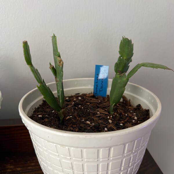 Christmas Cactus 1 Rooted Plant limelight Dancer Thanksgiving ...