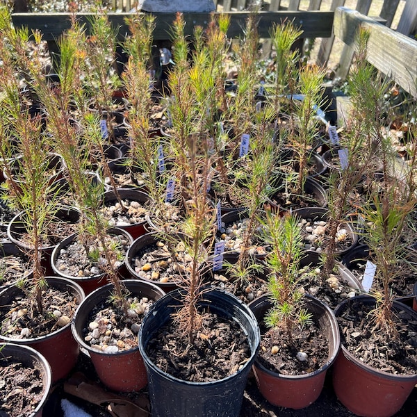10 Longleaf Pine Seedlings - Etsy