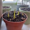 Bulbine Torta, Super Rare Succulent！ - Etsy