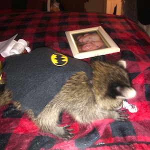 Jack O' Lantern Cape Costume for Pet Rats Orange Cape | Etsy