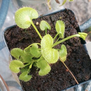 Drosera Prolifera-live Carnivorous Plant - Etsy