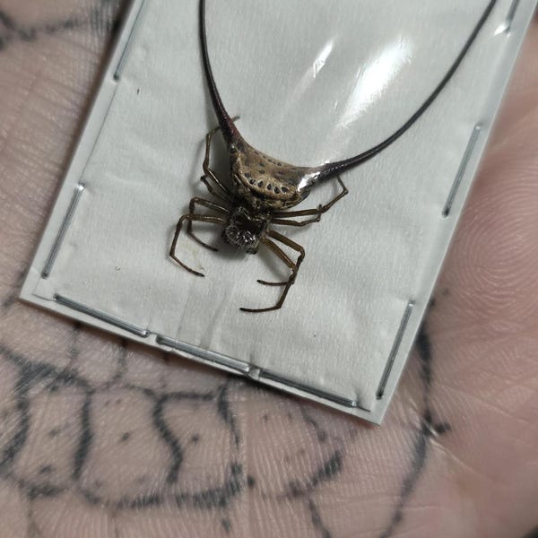 Spider. Cyclocosmia Ricketti. Real Specimen. Insect Specimen. Real ...