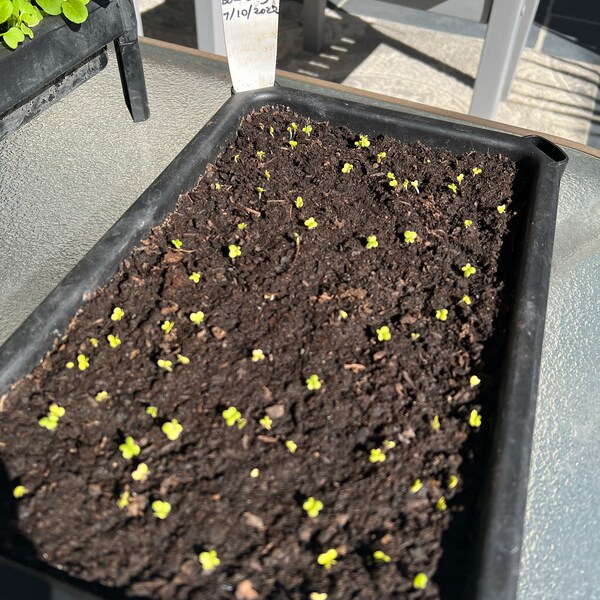 3000+ 1/4-OZ Extra Dwarf Canton Pak Choi Seeds; 2” 特矮腳白菜苗 奶白菜；bok Choy ...