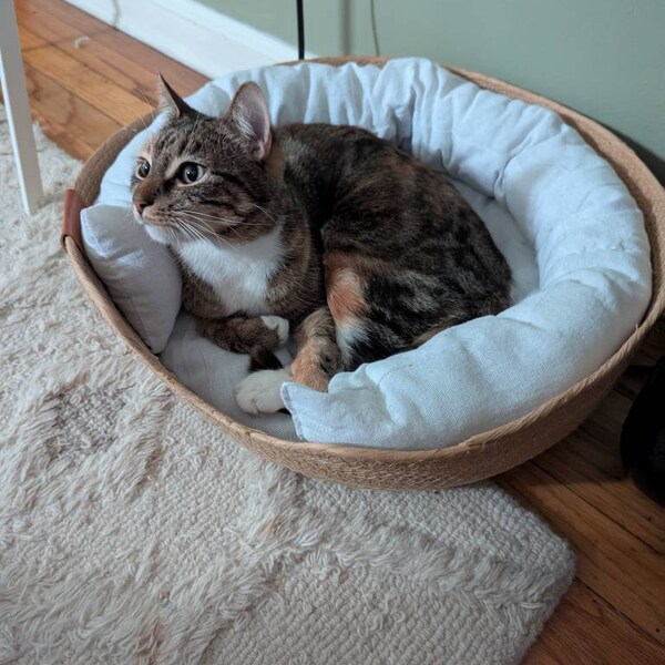 Cat Scratching Post With Recycled Cardboard Inserts - Adjustable ...