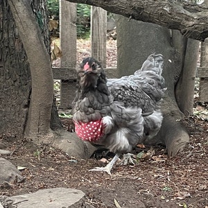 Chicken Bra, Crop Support, Pendulous Crop Support, Crop Bra, Hen Bra ...