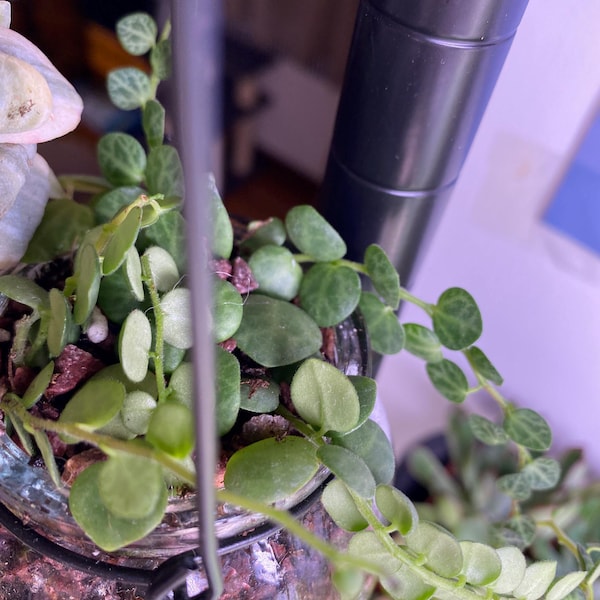 String of Turtles Cuttings, Peperomia Prostrata, Succulent Cuttings, Live Plant Cuttings - Etsy