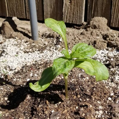 SUNFOREST SUNFLOWER MIX, Grow Fast Growing Sunflower Forest for Your ...