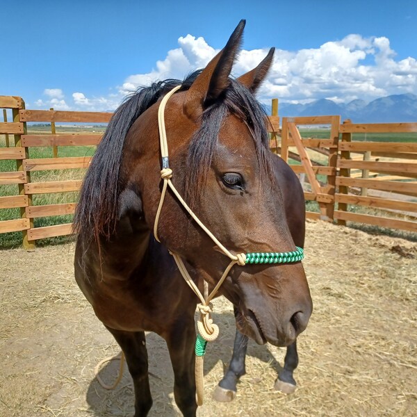 Custom Rope Halter With Matching 10' Lead Rope - Etsy