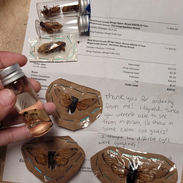 Real Dried Cicada-wings Open- Brood XIII(13) 17 Year Magicicada Genus ...