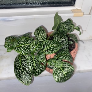 Hoya Australis Ssp. Keysii Easy to Grow Hoya - Etsy