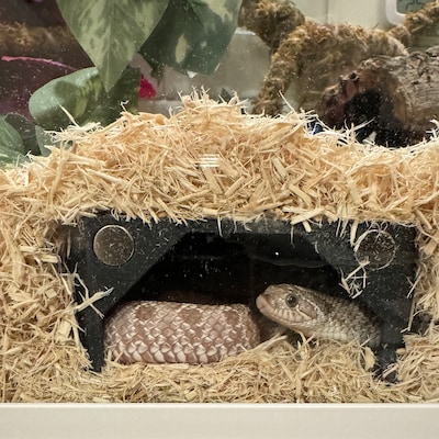 XL Hoggy Hide. Burrow Hide. Snake Hide for Western Hognose, Colubrids ...