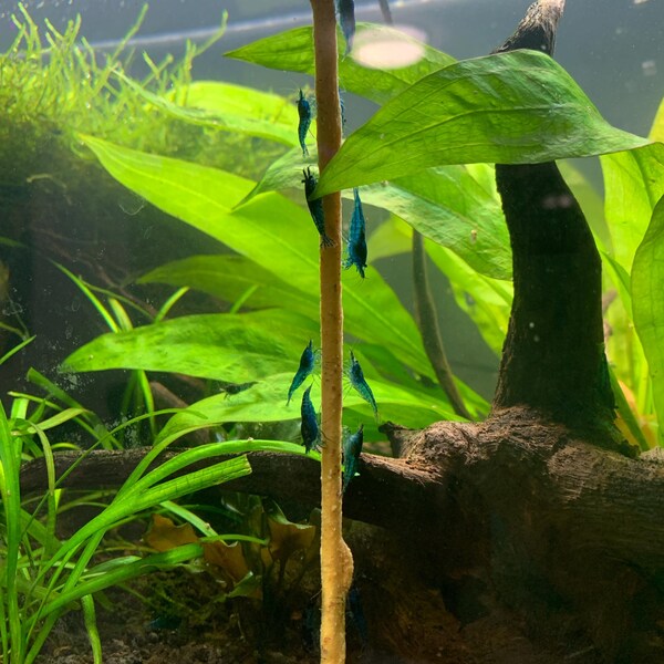 Organic Catappa Bark for Betta Fish, Shrimp Tropical Fish Freshwater ...