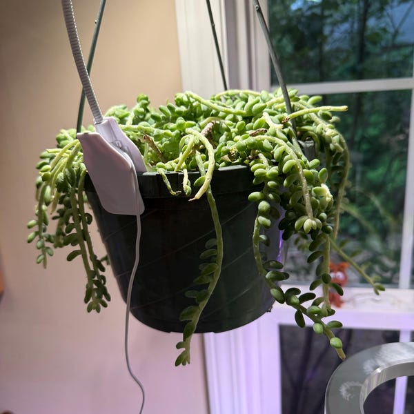 Southern Red Oak Tree (quercus Falcata) Seeds - NEW FOR FALL 2024 - Etsy