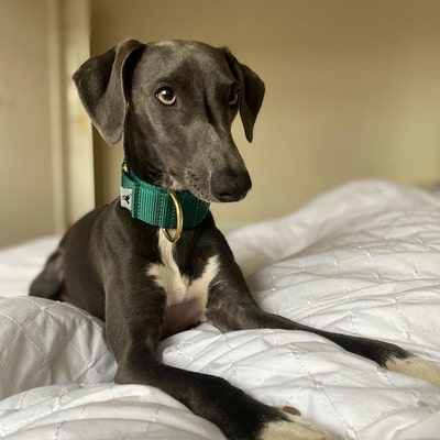 Emerald 'atacama' Whippet Greyhound Italian Lurcher Sighthound ...