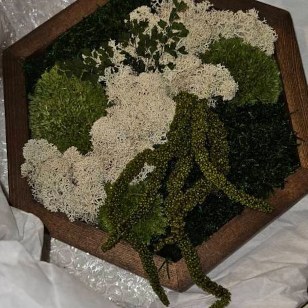 Moos Wandkunst Bienenwabe | Vier Größen, 5 x 6 Zoll, 8 x 9 Zoll, 10 x ...