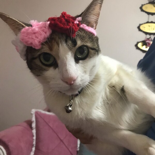Heart Headband for Cats, Valentine's Day Cat Accessories, Cat Photo ...