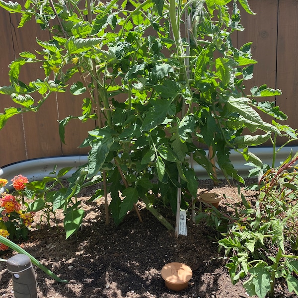 Watering Bell, Self Watering Pot, Self Watering Can, Gardening, Plant ...