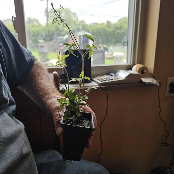 Blushing Lilac Cuttings 'krasavitsa Moskvy' Live Plant Cutting No Roots ...