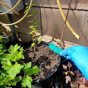 RARE Governor's Plum (flavourtia Indica) Live Fruit Tree - Native to ...