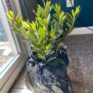 Fuchsia First Love 1 Live Plant Ship in 6 Pot | Etsy