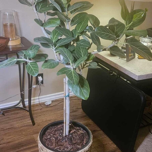Ficus Banyan Tree Form Single Stem, Ficus Benghalensisis, Best Indoor ...