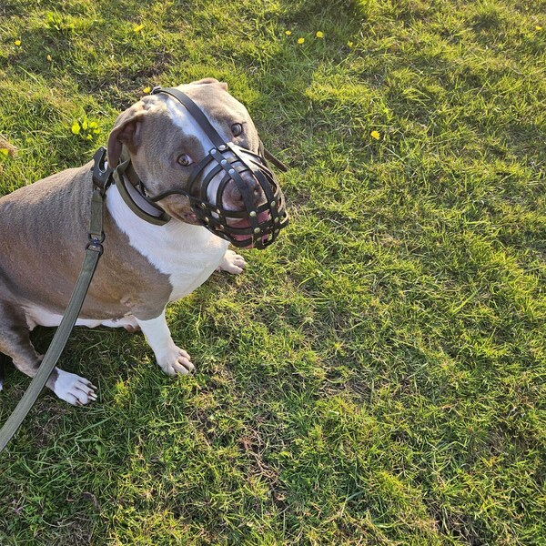 Metal Basket Muzzle for American Bully, XL Bully and Other Dogs. - Etsy