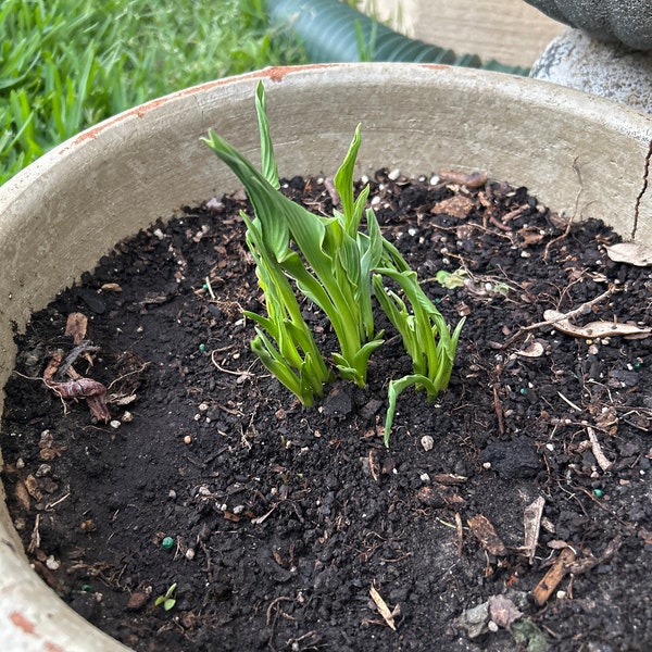 3 Snowcap Daises Leucanthemum Superbum Shasta Daisy Super Fragrant ...