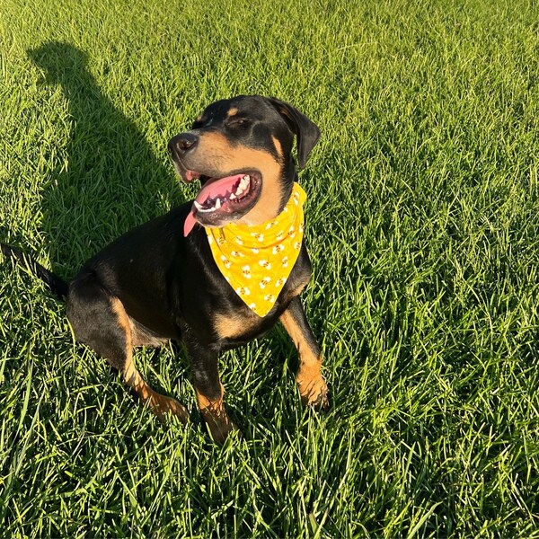 Autumn Pumpkin Bandana, Fall Bandana, Button on Bandana, Tie on Bandana ...