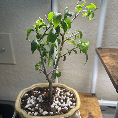Dwarf Mini Weeping Cherry Bonsai Tree That Flowers 3x a Year and Fruits ...