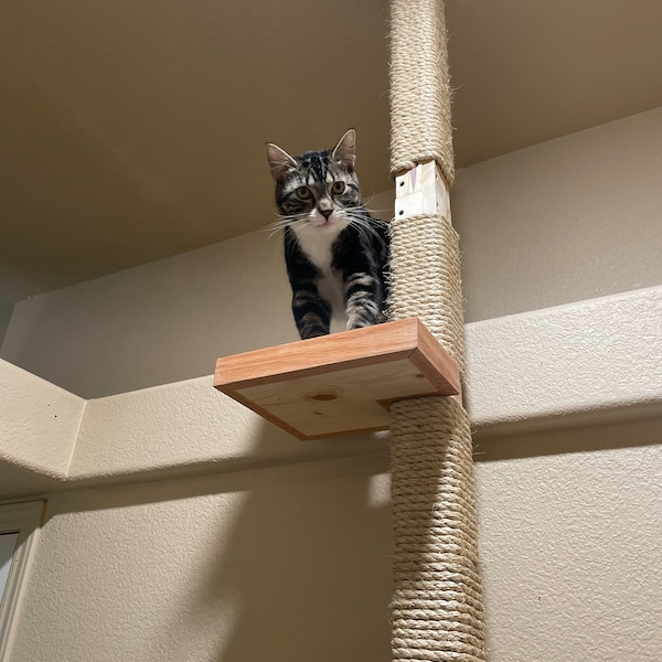 Cat Pole! Cats Can Climb From Floor to Ceiling for Play and Exercise ...
