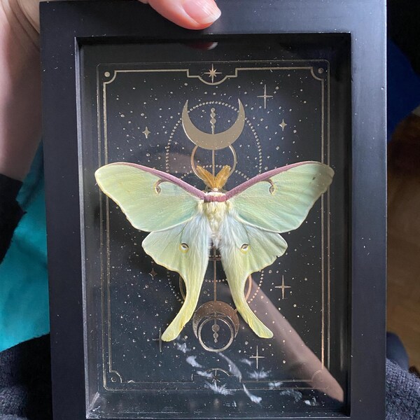 Real Framed Ghost Cicada Ayutha Spectabilis Shadow Box Frame Insect ...