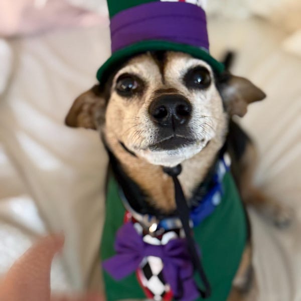 Dog Graduation Cap and Gown, Cat Graduation Cap and Gown, Pet ...