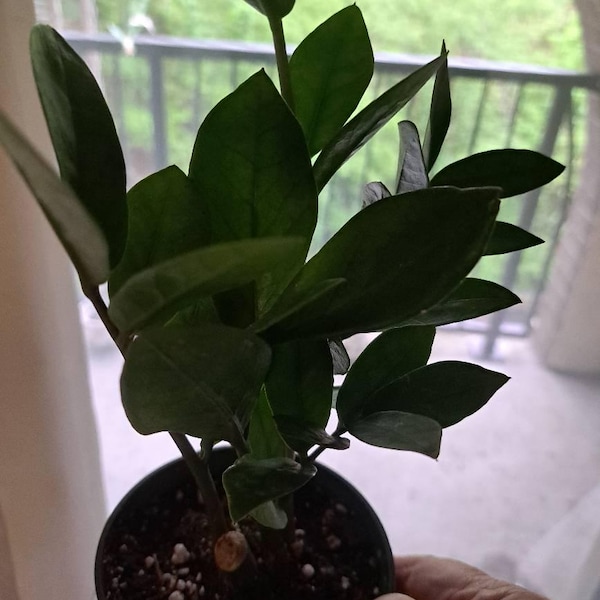 Green Zz Plant - Zamioculcas Zamiifolia Plant in a Pot - Rare Indoor ...