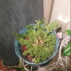 Syngonium 'merry Maria' Houseplant Arrowhead House | Etsy