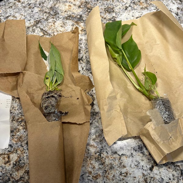 Epipremnum Skeleton Key Starter Plant (ALL STARTER PLANTS Require You ...