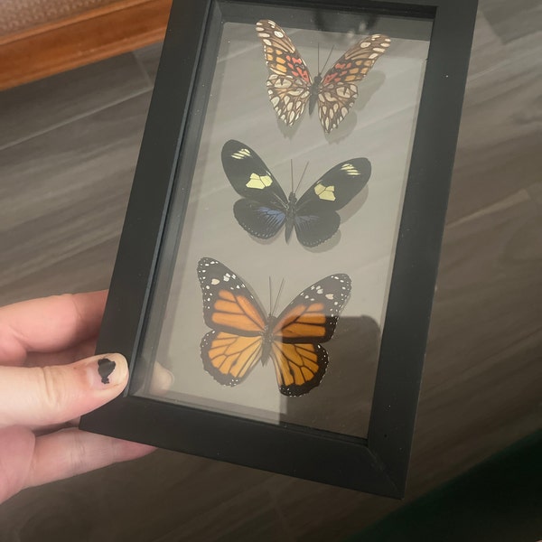 Real Framed Butterfly - Etsy