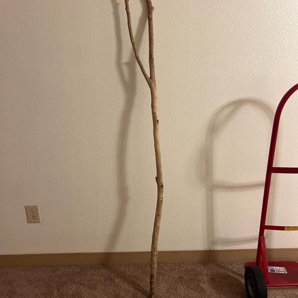 Naturally Forked Long Birch Limbs- Set of 3 - Birch Branches - 3 Feet ...