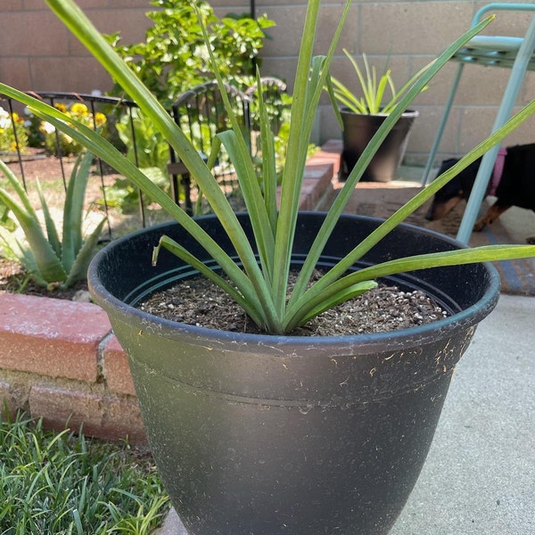 Tuberose Bulbs, Double Bloom, Polianthes Tuberosa, Rajanigandha ...