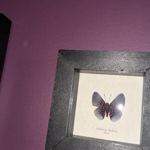 Real Rare Kaiser-i-hind Swallowtail Butterfly Framed Taxidermy ...