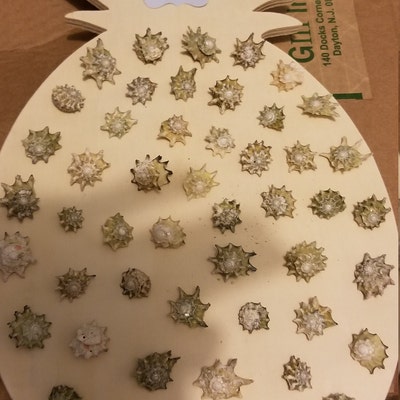 Astraea Calcar Shells, Spurred Turban Shells 1/2 1 10 Pieces - Etsy