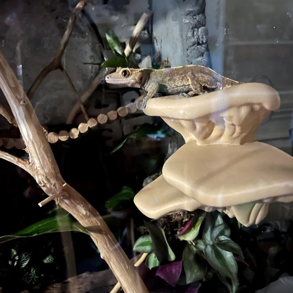 Gecko and Frog Japanese House Hide With Rock Ledge - Etsy