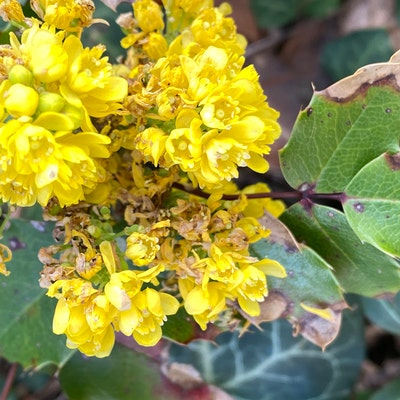 Peacock Dream Digital Paper, Seamless Peacock Patterns and Clipart ...