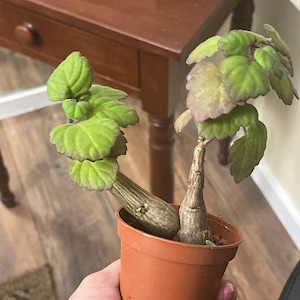 Bonsai Mint plectranthus Ernstii Caudex - Etsy